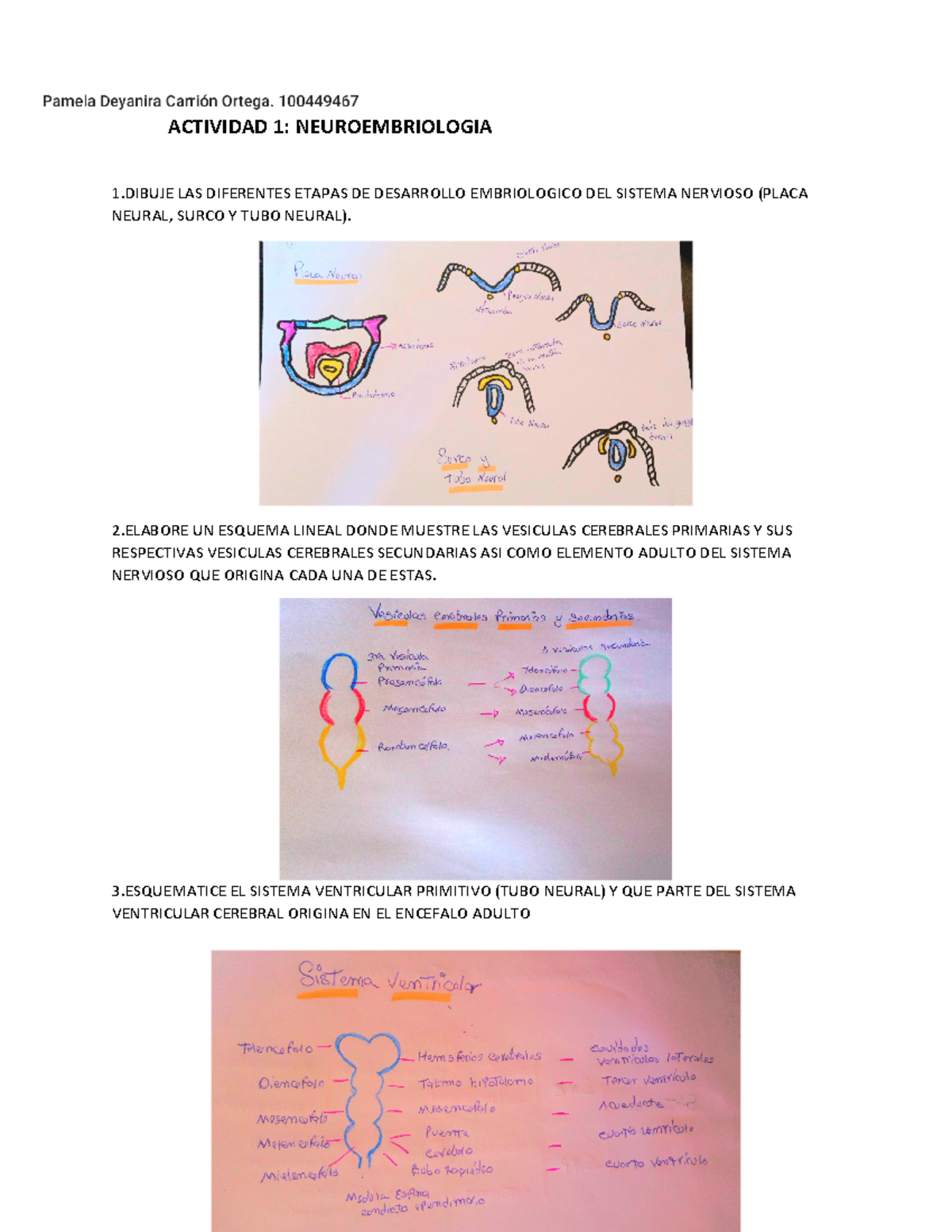 Pdf - Información - ACTIVIDAD 1 : NEUROEMBRIOLOGIA 1 LAS DIFERENTES ...