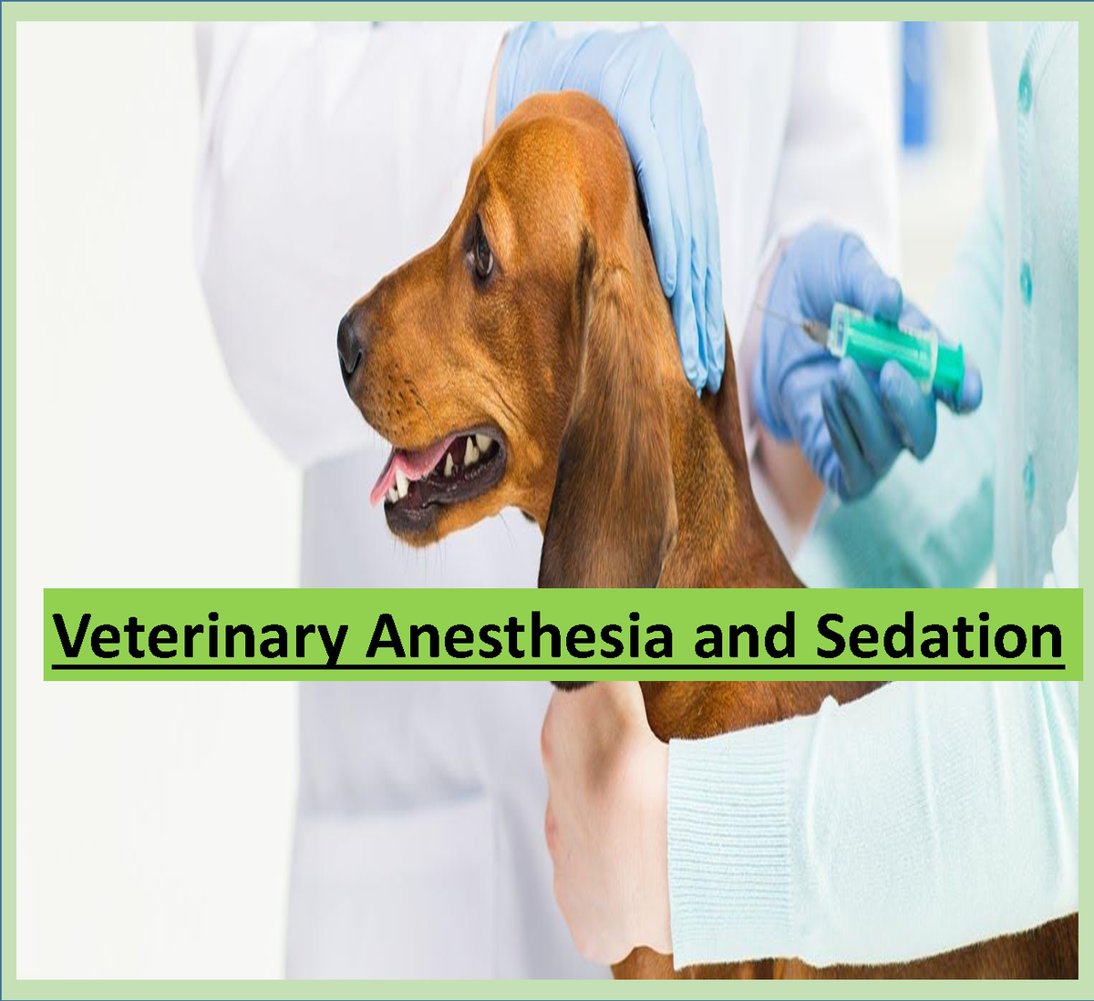 Veterinary Anesthesia & Sedation: Procedures, Drugs & Monitoring Notes ...