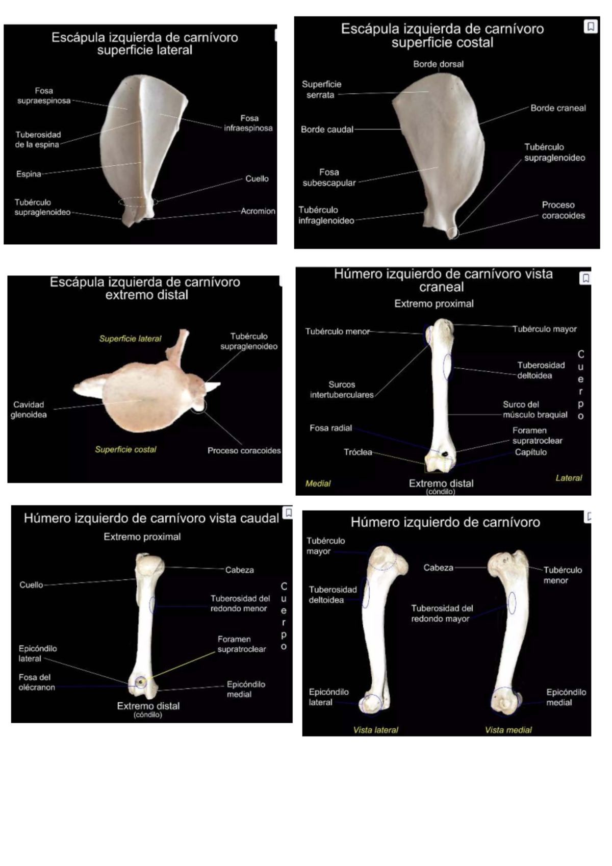 Anatomía del Húmero: Estructura y Funciones del Hueso del Brazo - Studocu