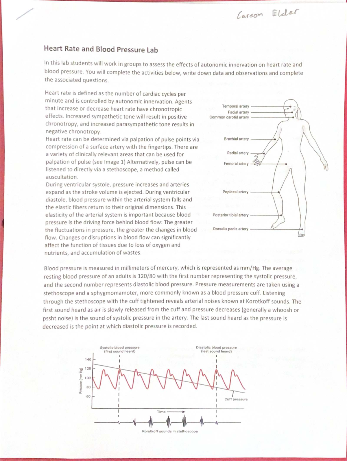 Heart Rate and Blood Pressure Lab Activity (BIO 101) - Studocu