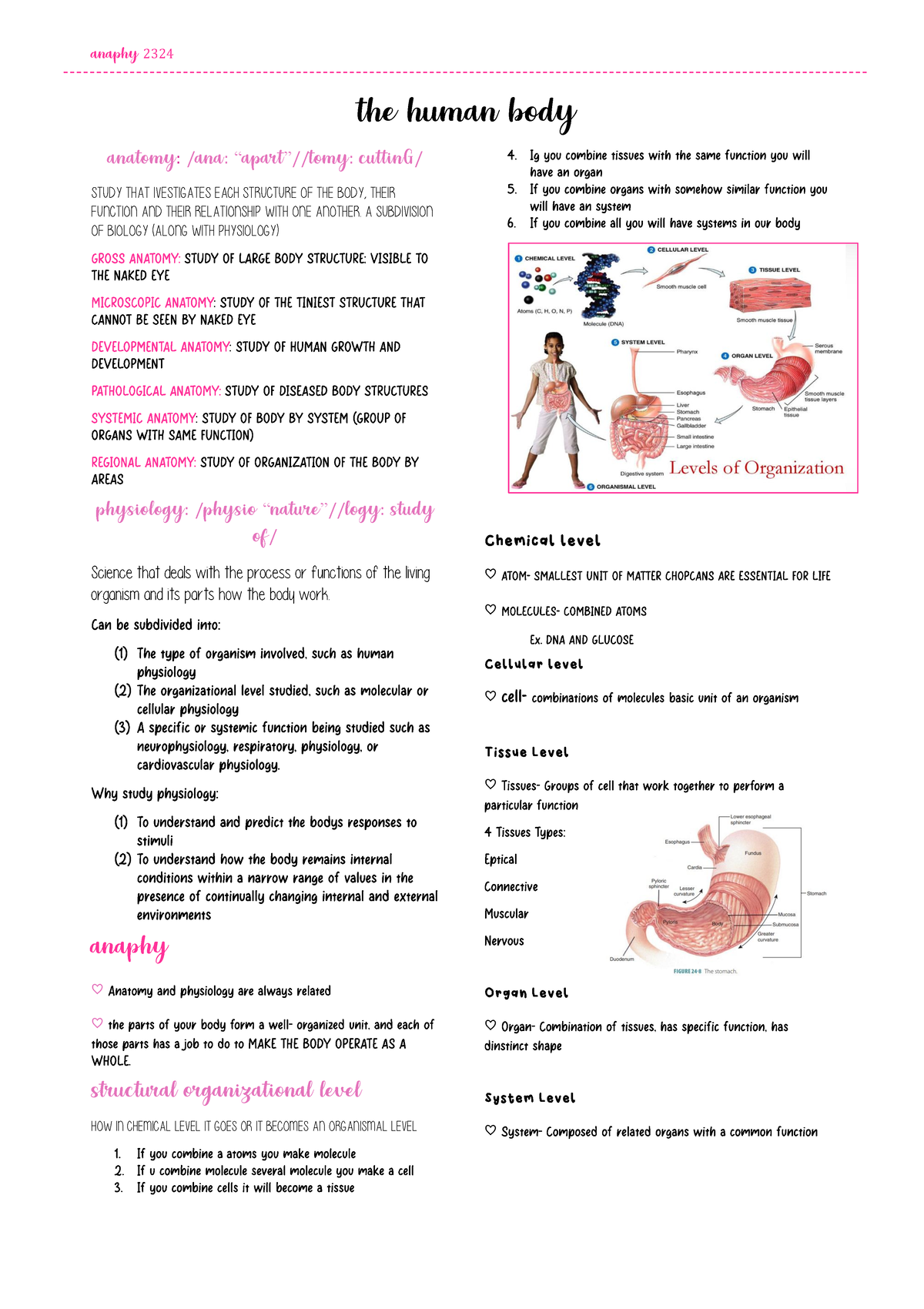 Anatomy ANG Physiology - ANATOMY: /ANA: “APART”//TOMY: CUTTING/ STUDY ...