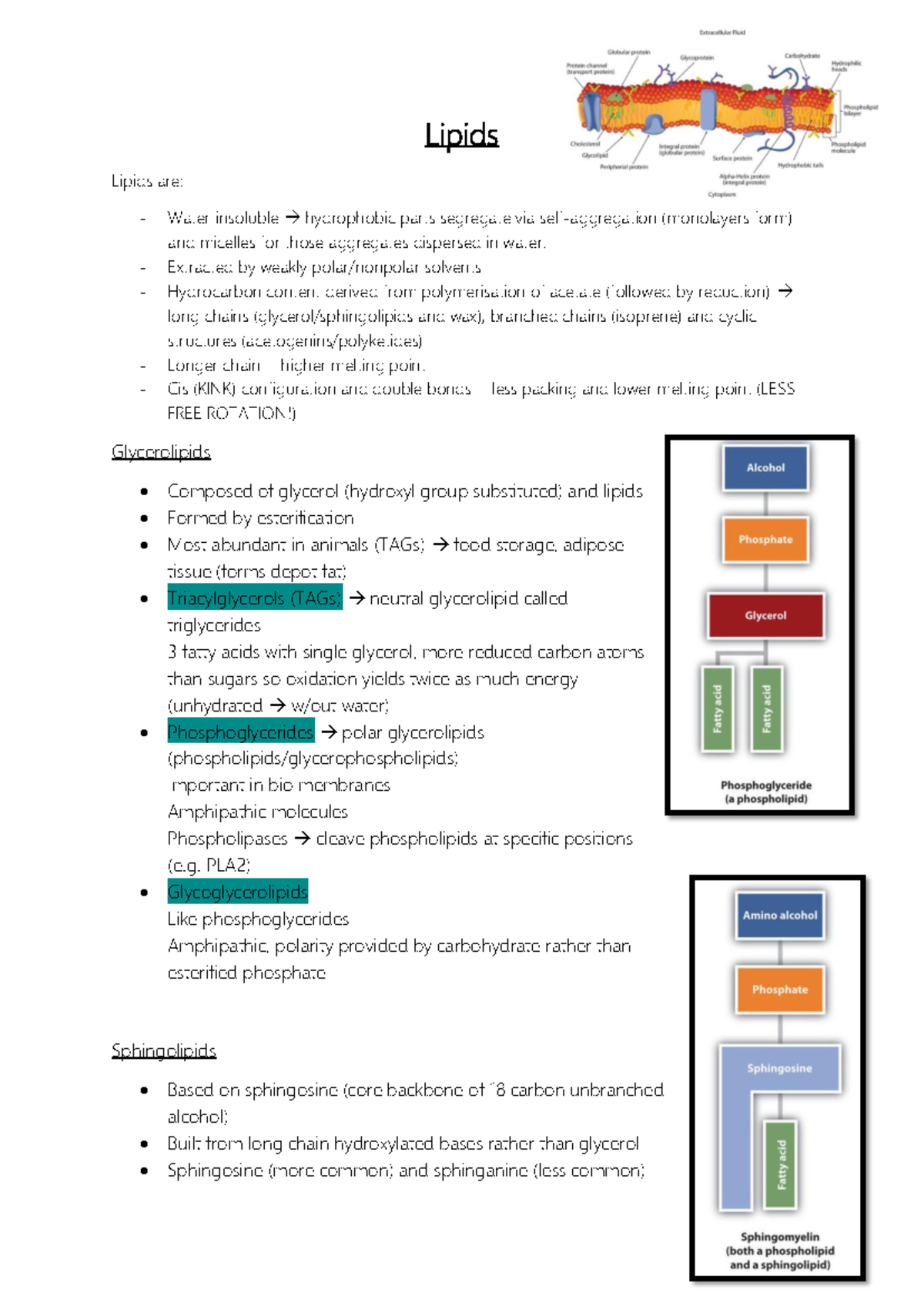 Lipids Revision Sheet - Lipids Lipids are: Water insoluble → ...