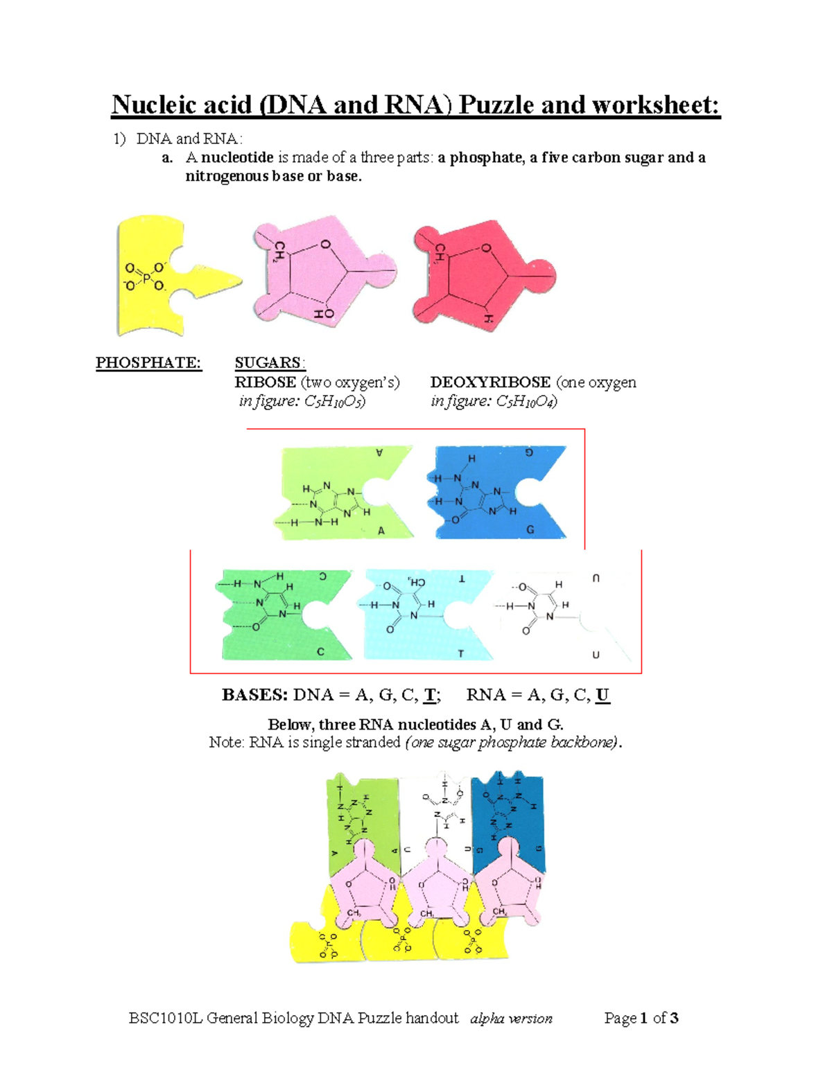 DNA puzzle worksheet Lab - Nucleic acid (DNA and RNA) Puzzle and ...