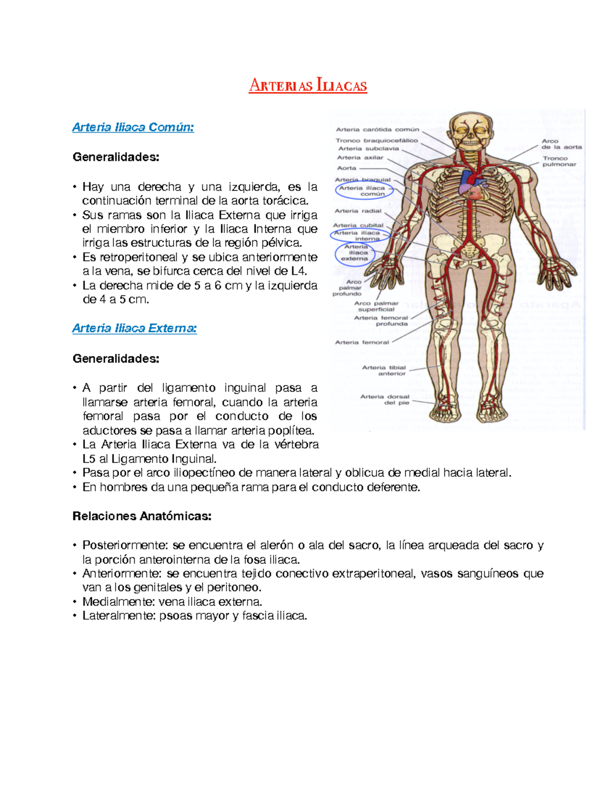 Modelo De Arteria Iliaca Externa . Anatomía Descriptiva Y Aplicada.