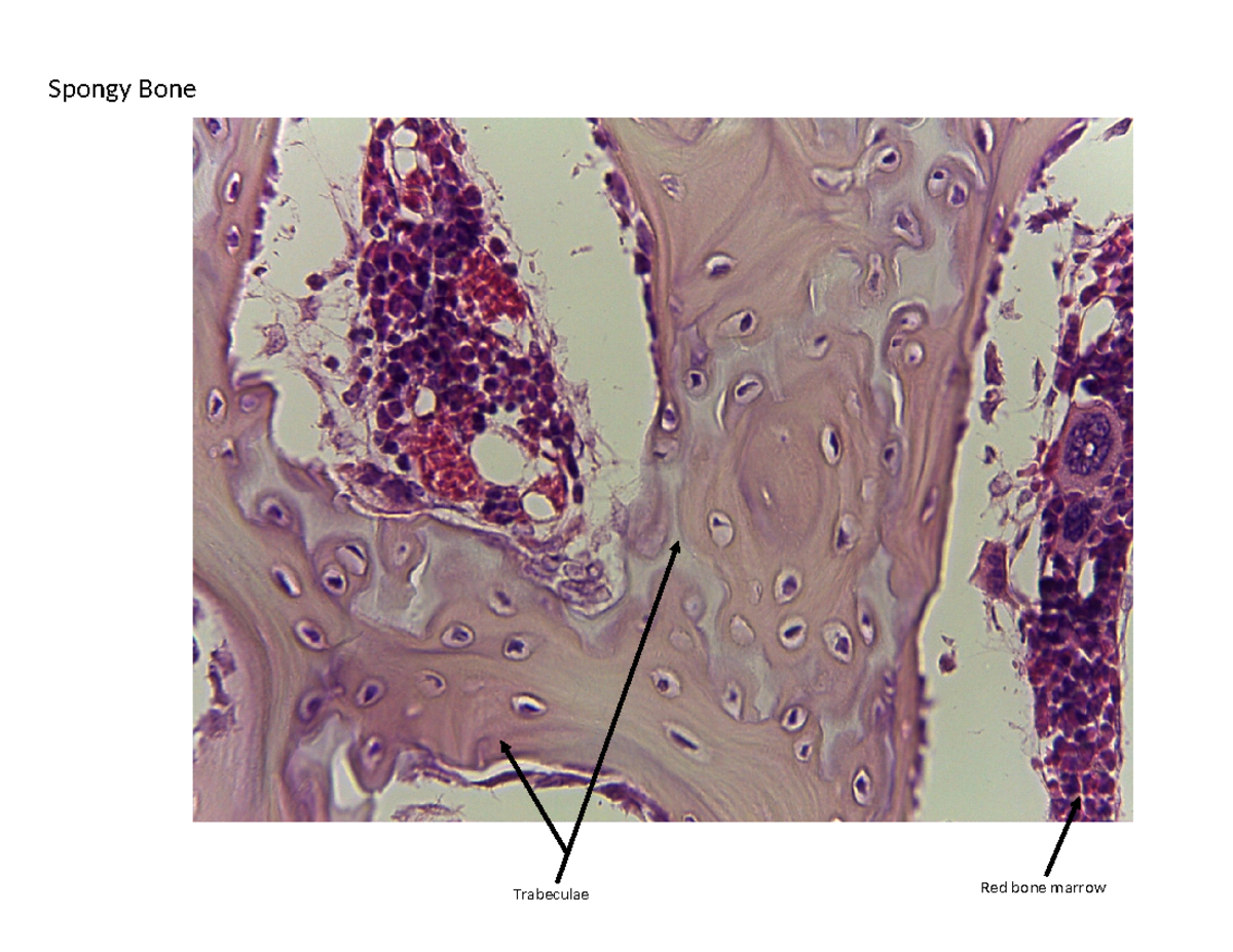 Bone Structures: An Overview of Spongy and Compact Bone Types ...