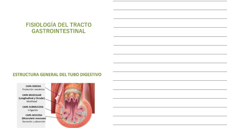 Fisiología del TGI: Estructura y Funciones Clave #clases Esfuno - Studocu
