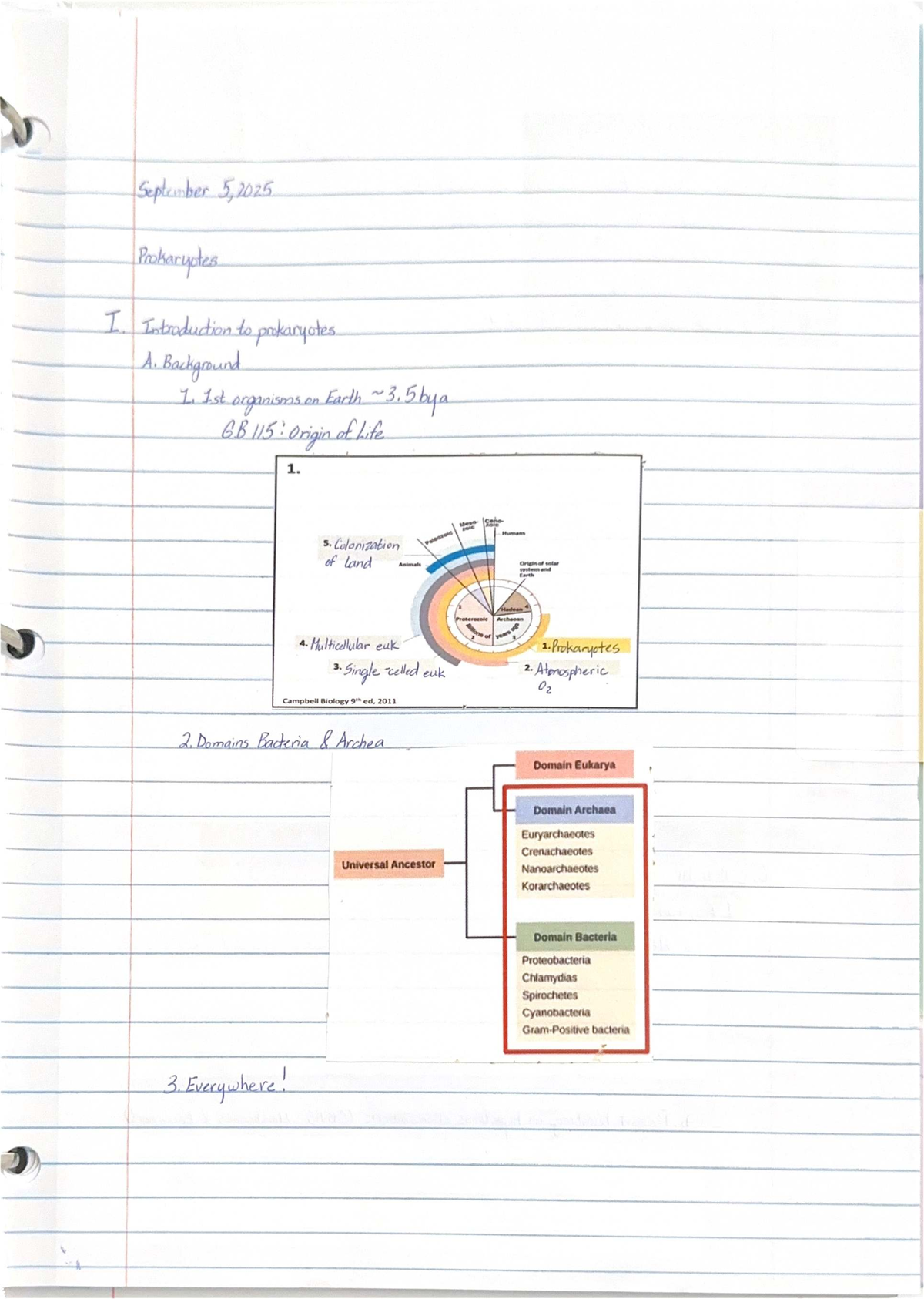 Bio 116: Prokaryotes - Introduction and Cellular Organization - Studocu