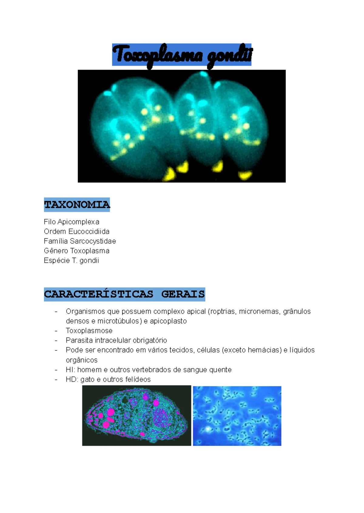 Leishmania - Morfologia das formas evolutivas, tipos, ciclo, patogenia ...