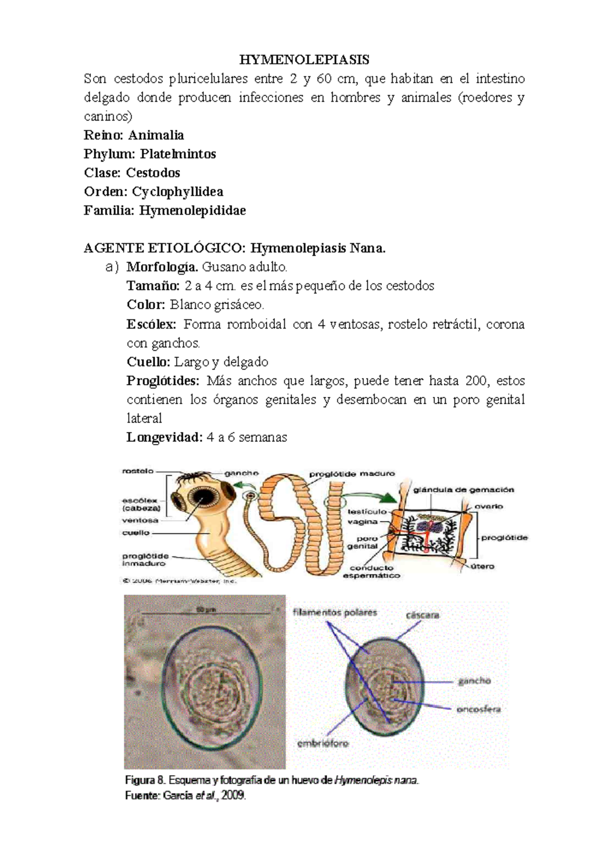Resumen sobre Hymenolepiasis: Morfología y Ciclos Vitales - Studocu