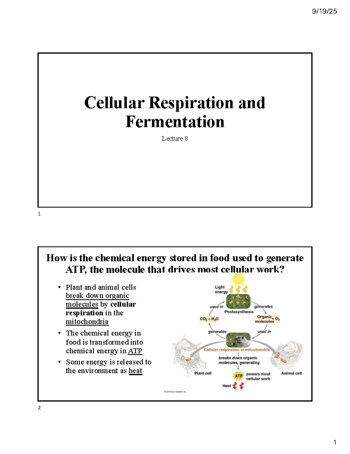 Final Exam Notes: Cellular Respiration & Metabolic Pathways - Studocu