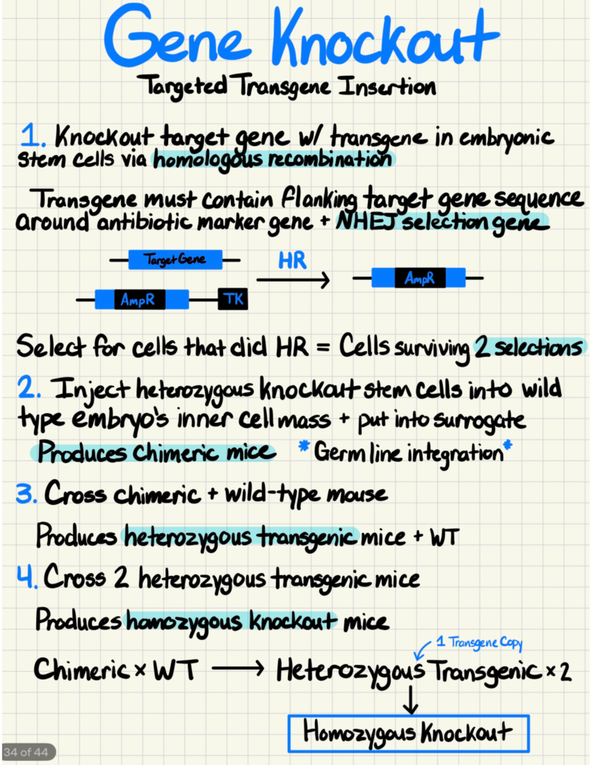 Gene Knockout - Knockout target gene wl transgene in embryonic Stem ...