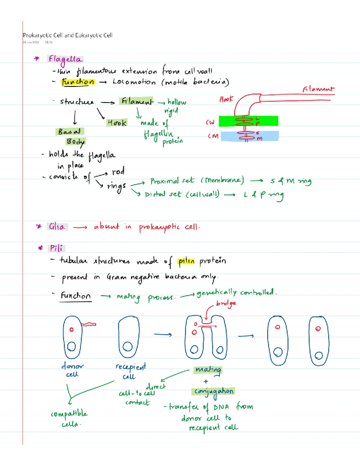 Cell - The Unit of Life II: Prokaryotic vs Eukaryotic Cells - Studocu
