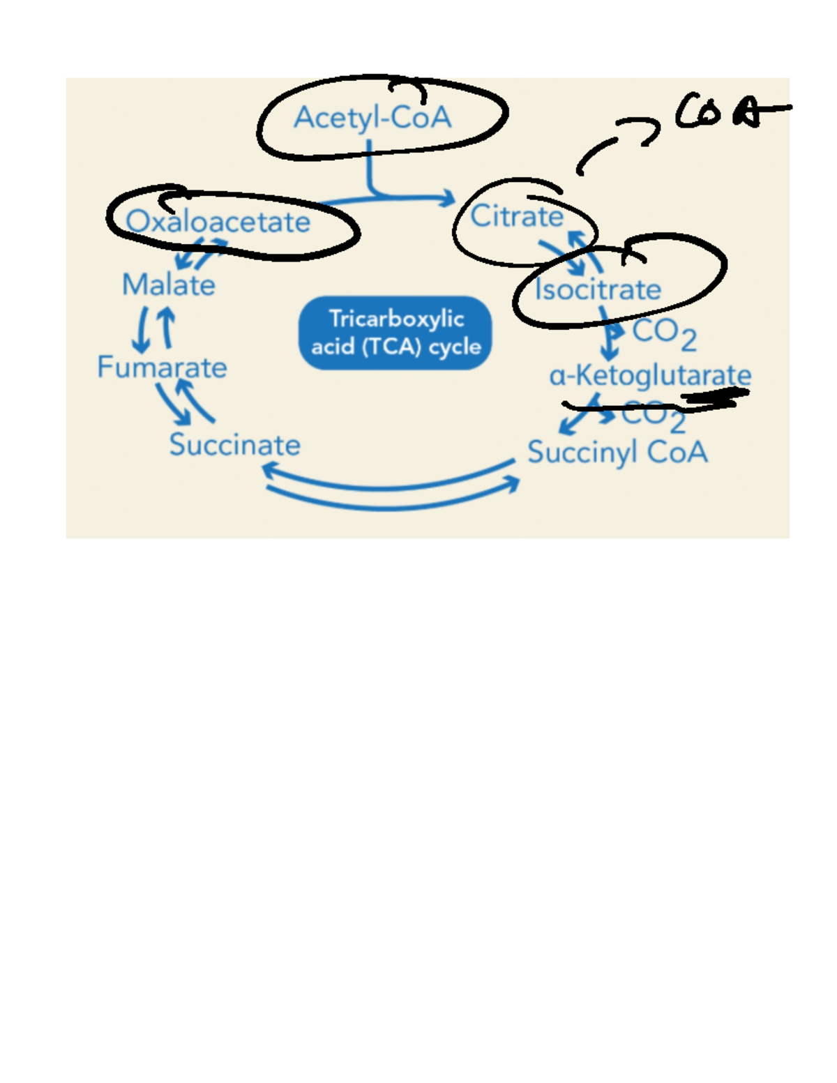 Tca cycle explained - BMED372 - Oxaloacetate Citrate Malate Isocitrate ...
