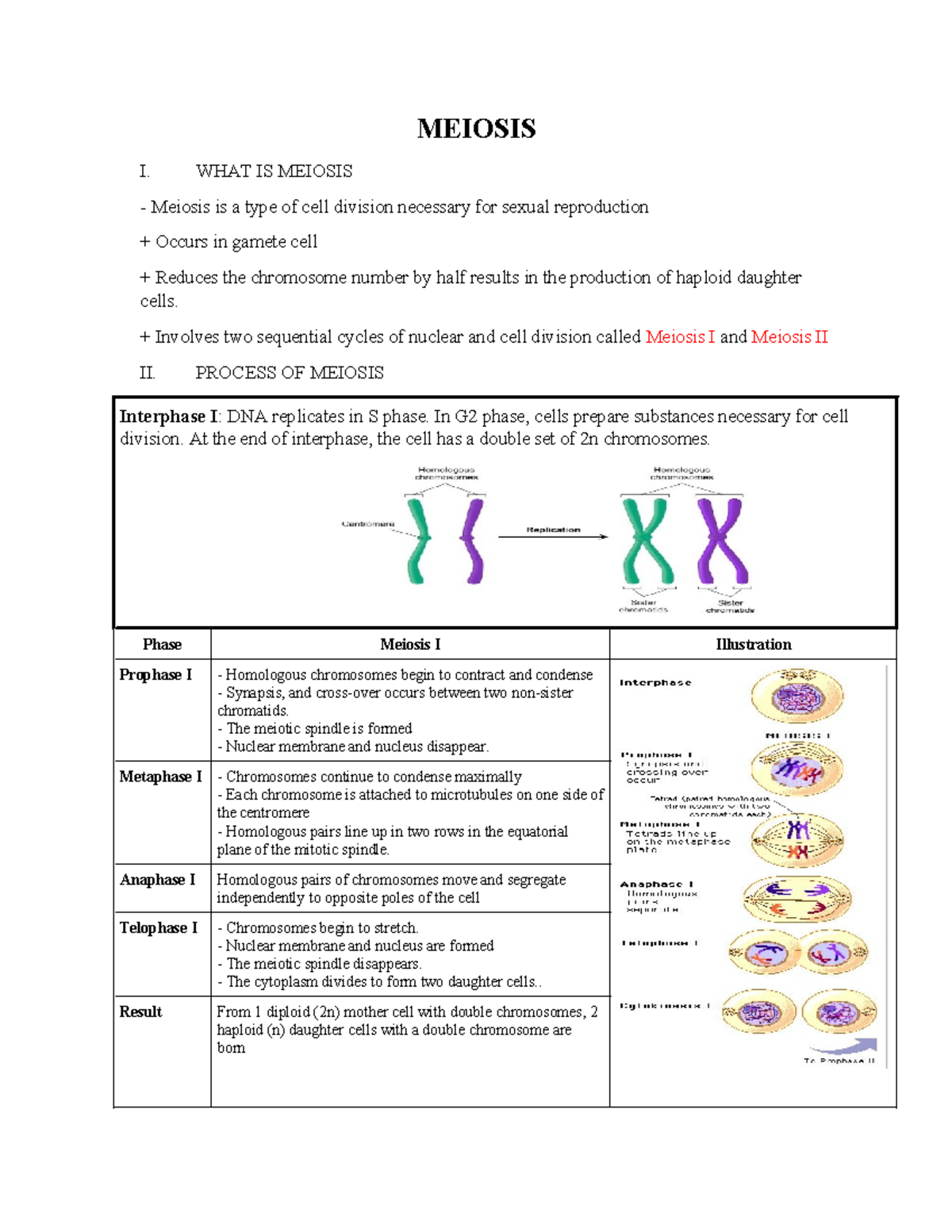 Meiosis Overview and Phases: Final Exam Notes for BIO101 - Studocu