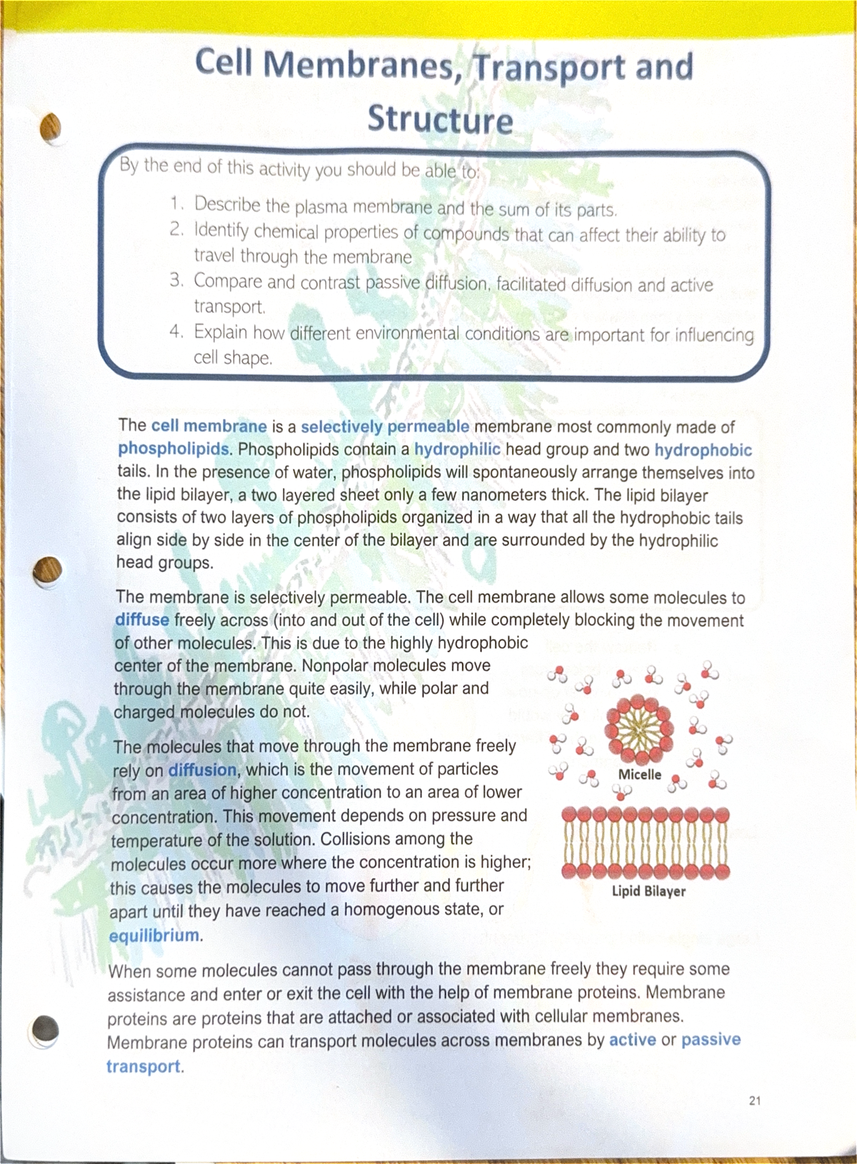 Cell Membranes, Transport Mechanisms, and Environmental Effects - Studocu