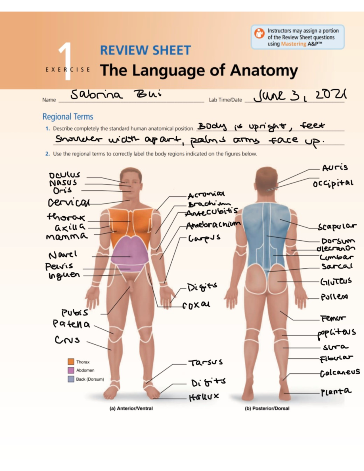 1623008169-Review Sheet 1: Anatomy Directional Terms & Planes - Studocu