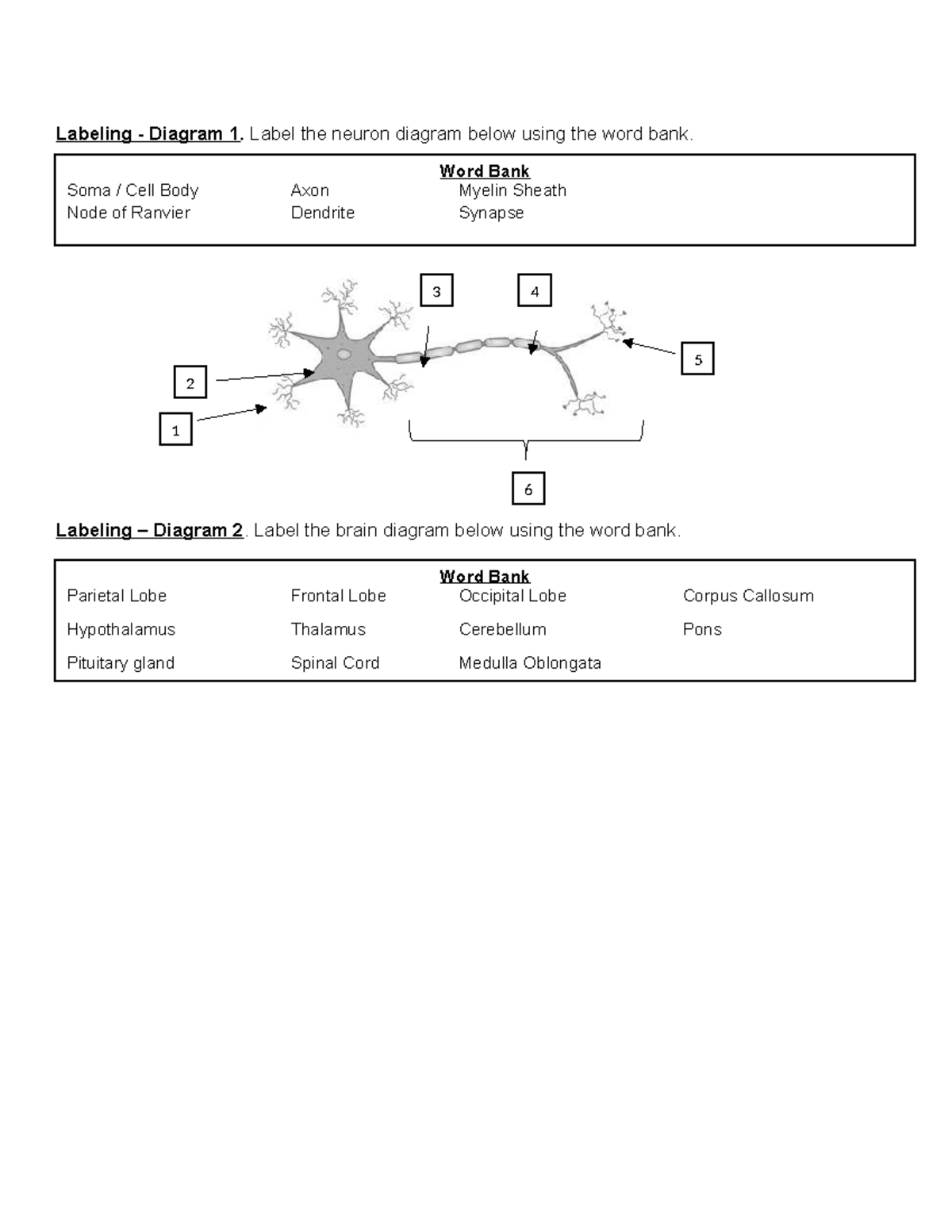 Biology 101: Labeling Diagrams for Final Exam Preparation - Studocu