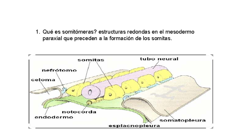 Somitas - Guía de Estudio (Biología 101) - Studocu