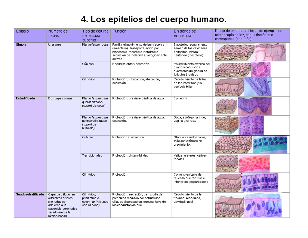 Tabla de tipos de epitelios - 4. Los epitelios del cuerpo humano. Epitelio Número de capas Tipo ...