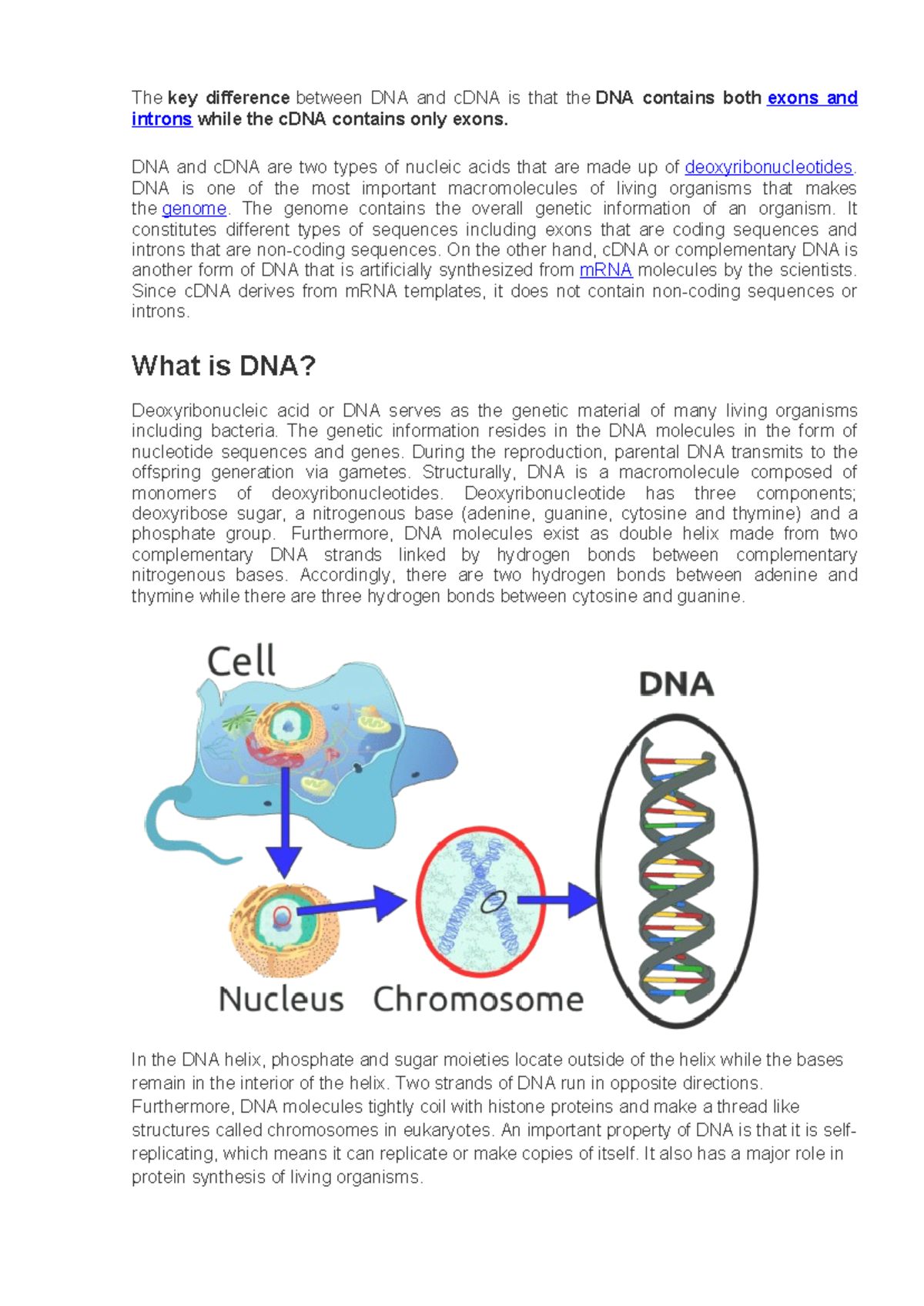 DNA vs cDNA: Key Differences and Applications in Genetics - Studocu