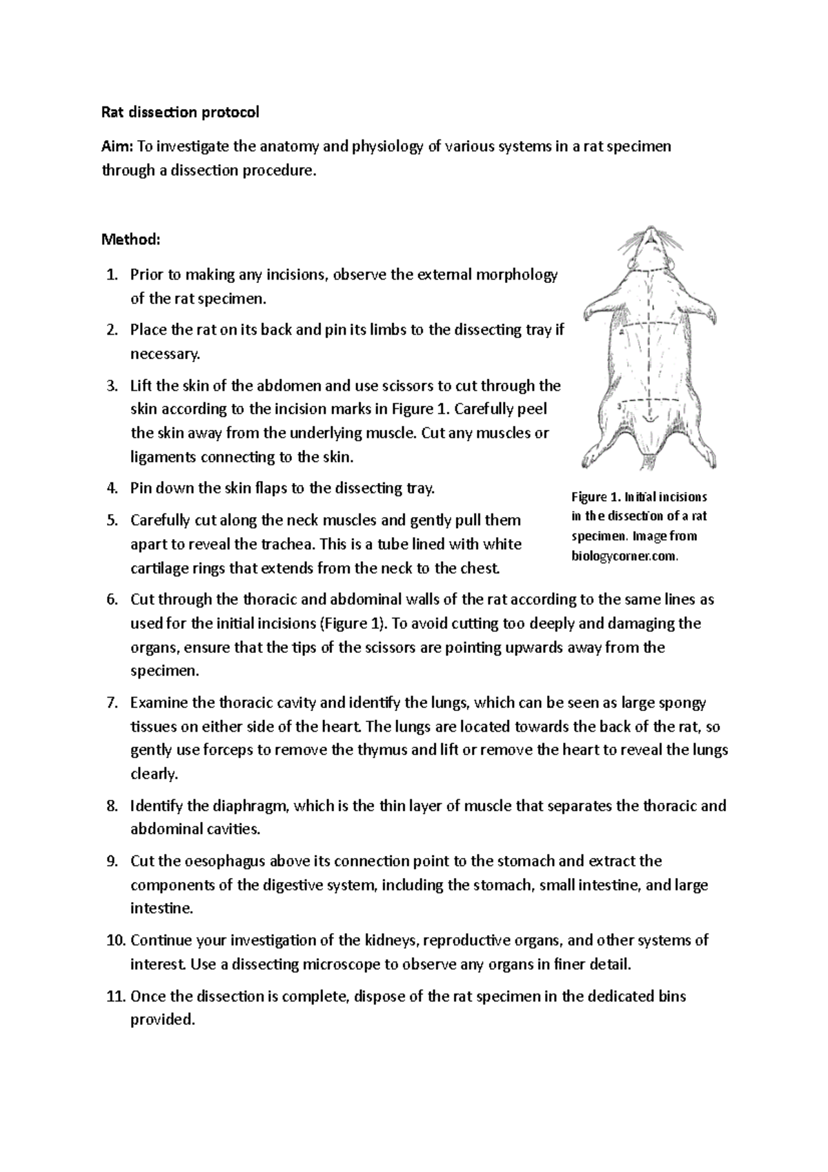 Practical 03 - Rat Dissection Protocol for Anatomy & Physiology - Studocu