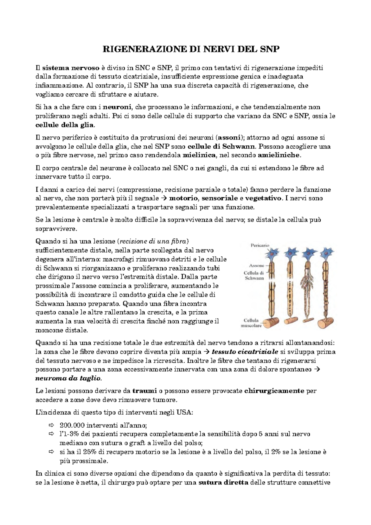 Rigenerazione DI Nervi del SNP - RIGENERAZIONE DI NERVI DEL SNP Il ...