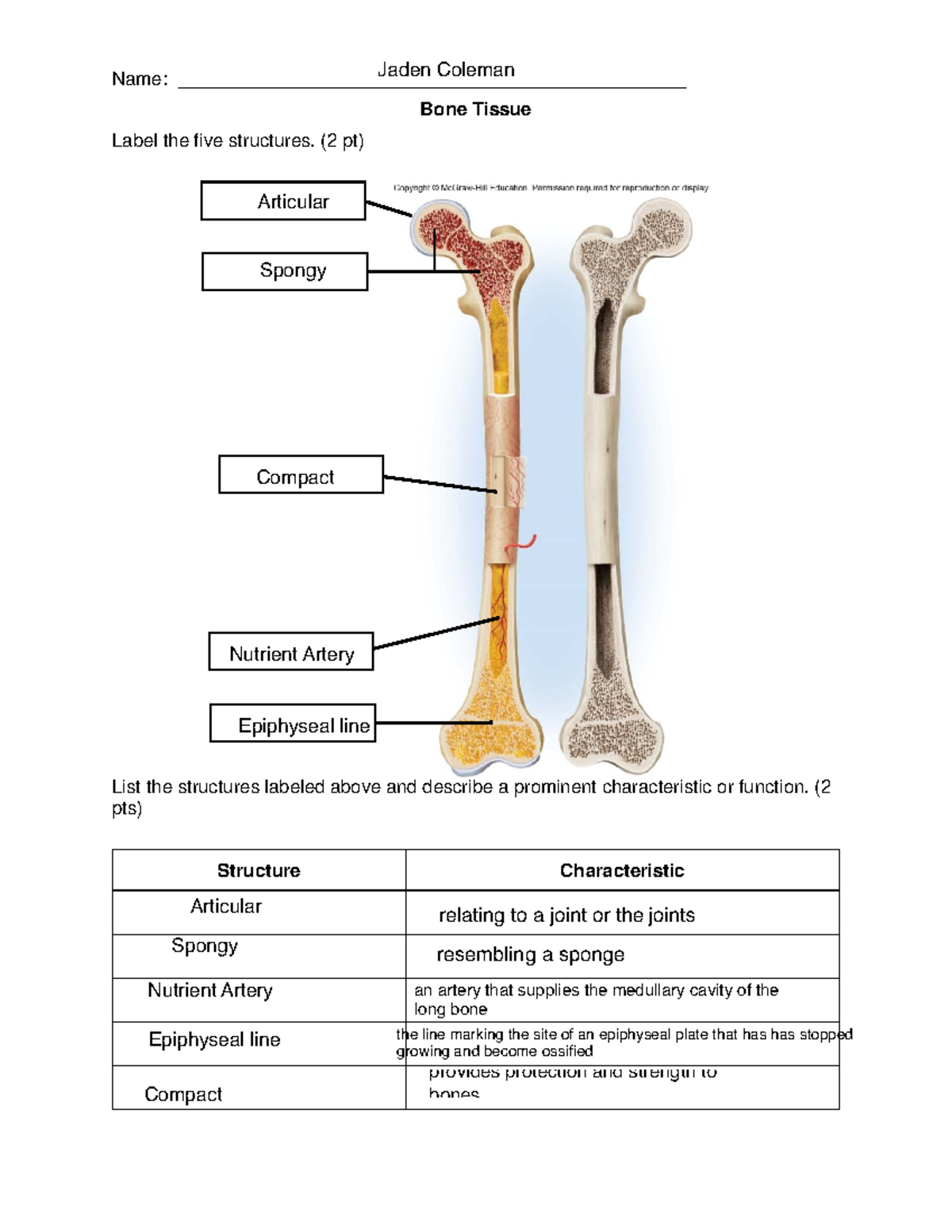 Skeletal System Overview and Key Structures (BIO 101) - Studocu