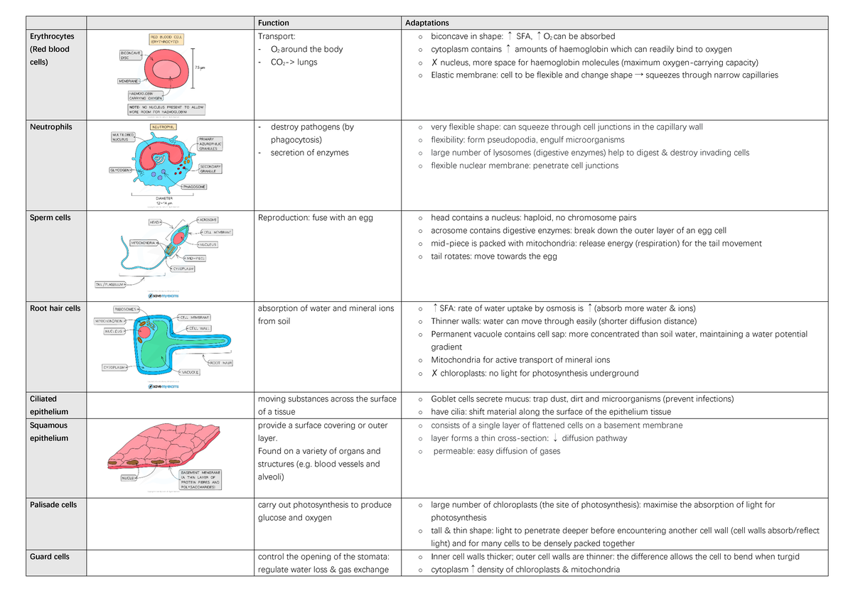 Specialised Cell Functions and Adaptations (Biology 101) - Studocu
