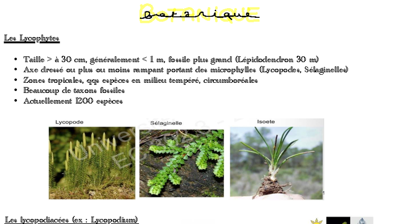 Fiche BOTA 4: Lycophytes et Euphyllophytes - Caractéristiques et ...