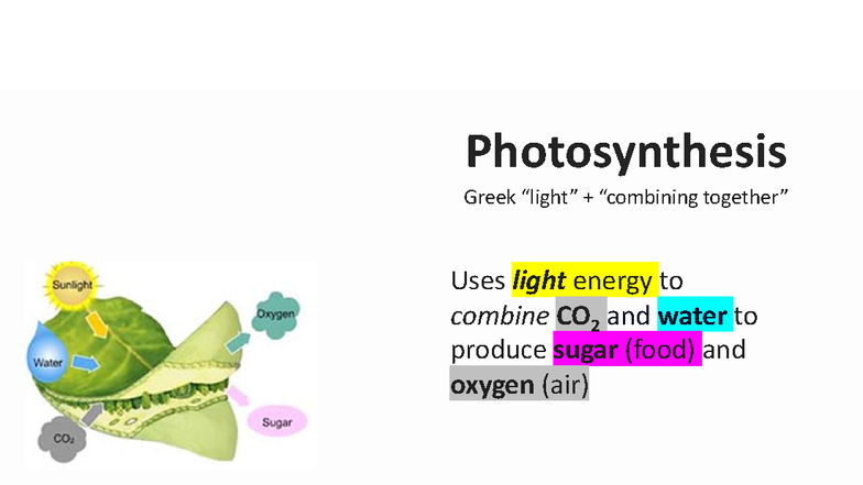 Photosynthesis Overview: Key Concepts and Processes (BIO 101) - Studocu