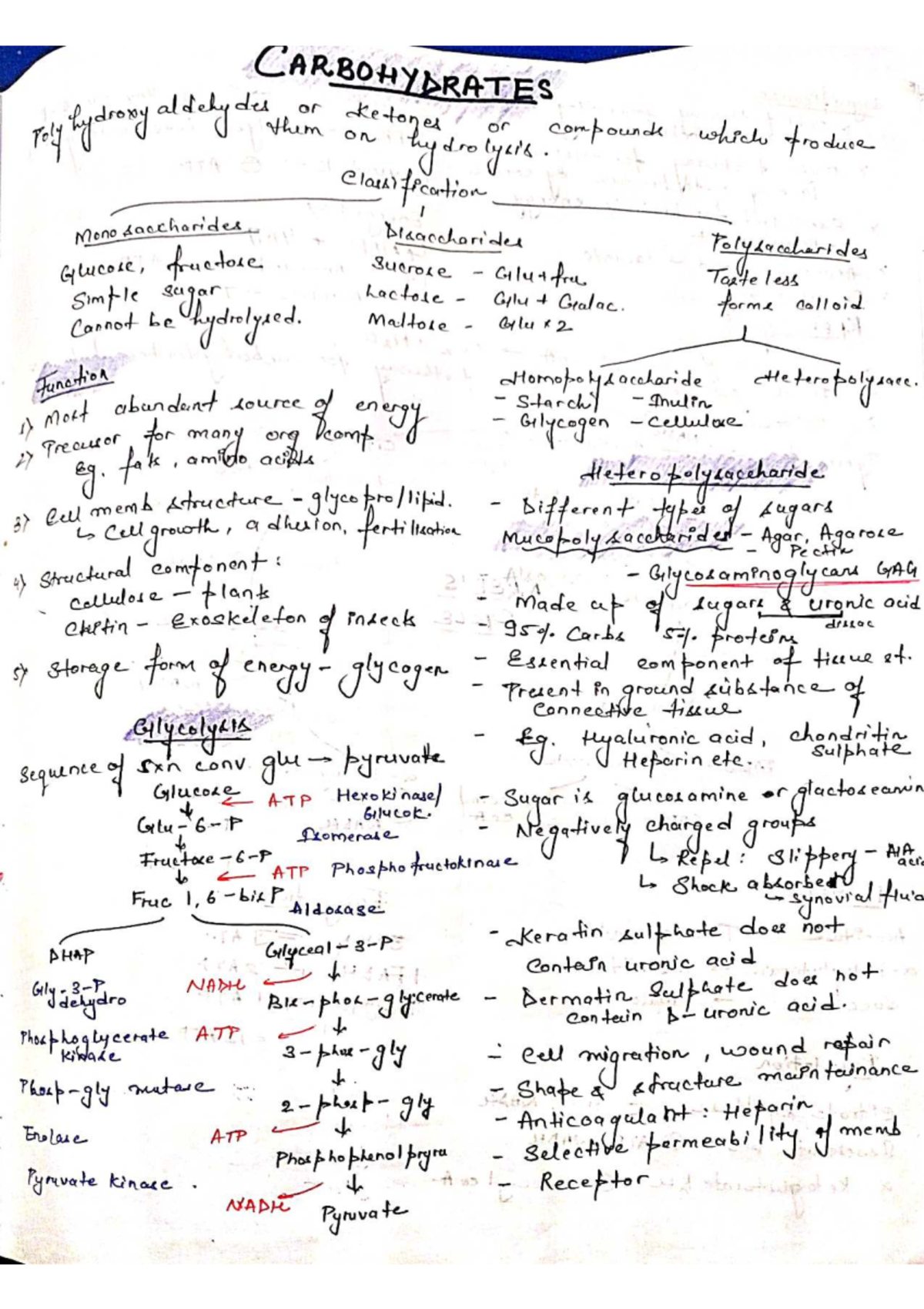 Physiology Short Notes: Carbohydrates, Lipids, Proteins, and Vitamins ...