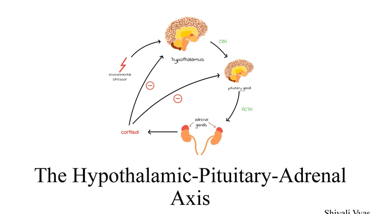 Final Exam Notes: Hypothalamic-Pituitary-Adrenal Axis (HPA) Overview ...