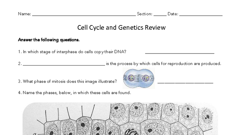Exam #4 Review - Cell Cycle & Genetics - BIOL 1406 - Studocu