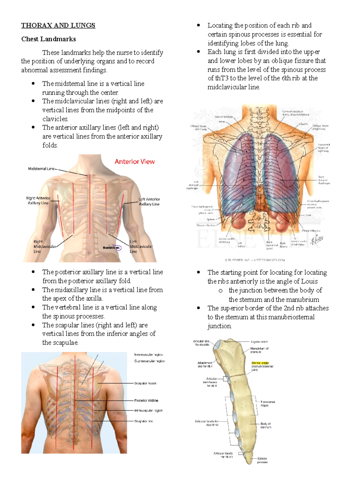 Thorax-AND- Lungs - THORAX AND LUNGS Chest Landmarks These landmarks ...