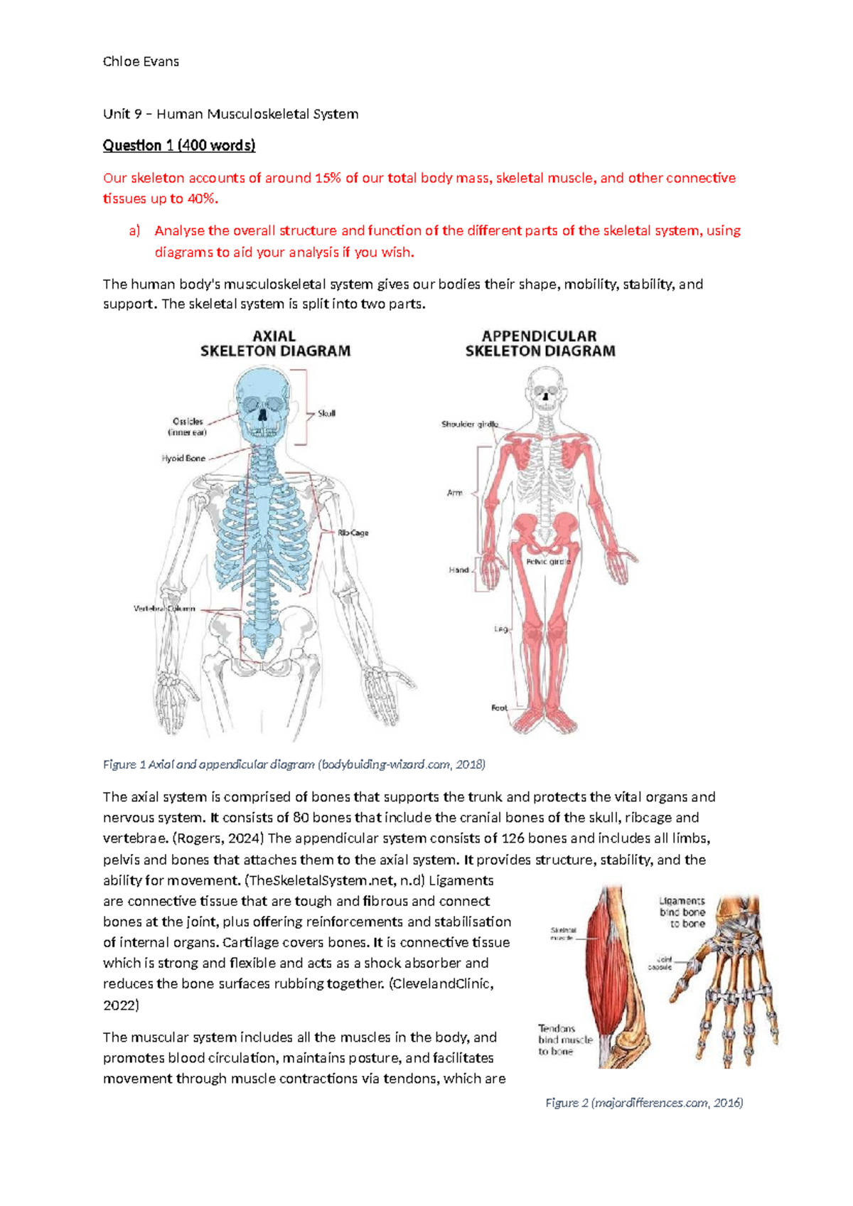 Unit 9 Essay Notes - Analysis of the Human Musculoskeletal System - Studocu