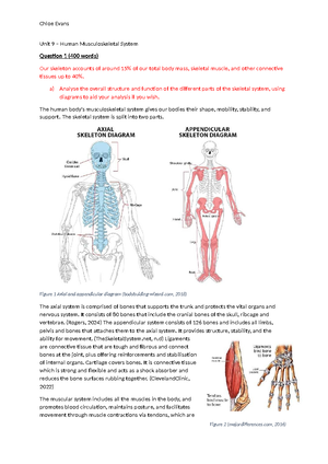 Unit 13 The Human Muscular and Skeletal Systems - Unit 13 – The Human ...