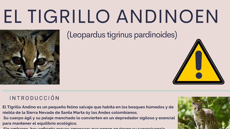 Infografía sobre el Tigrillo Andino (Leopardus tigrinus pardinoides ...