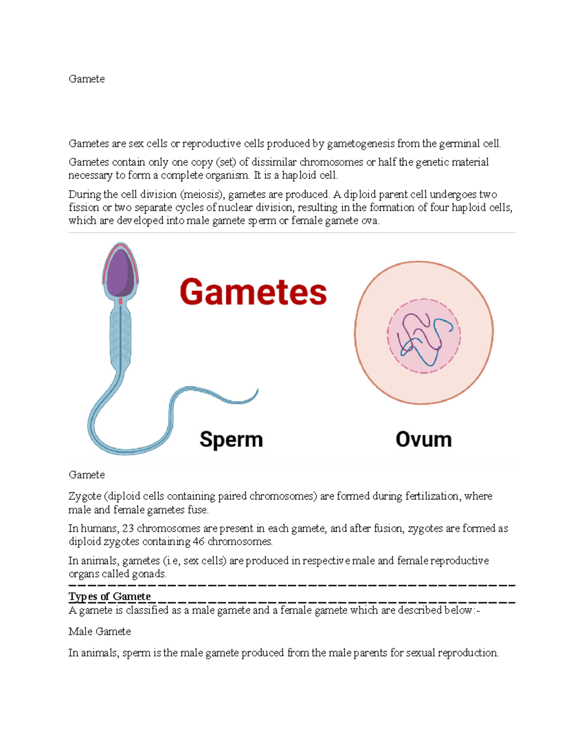Gamete - notes - Gamete Gametes are sex cells or reproductive cells ...