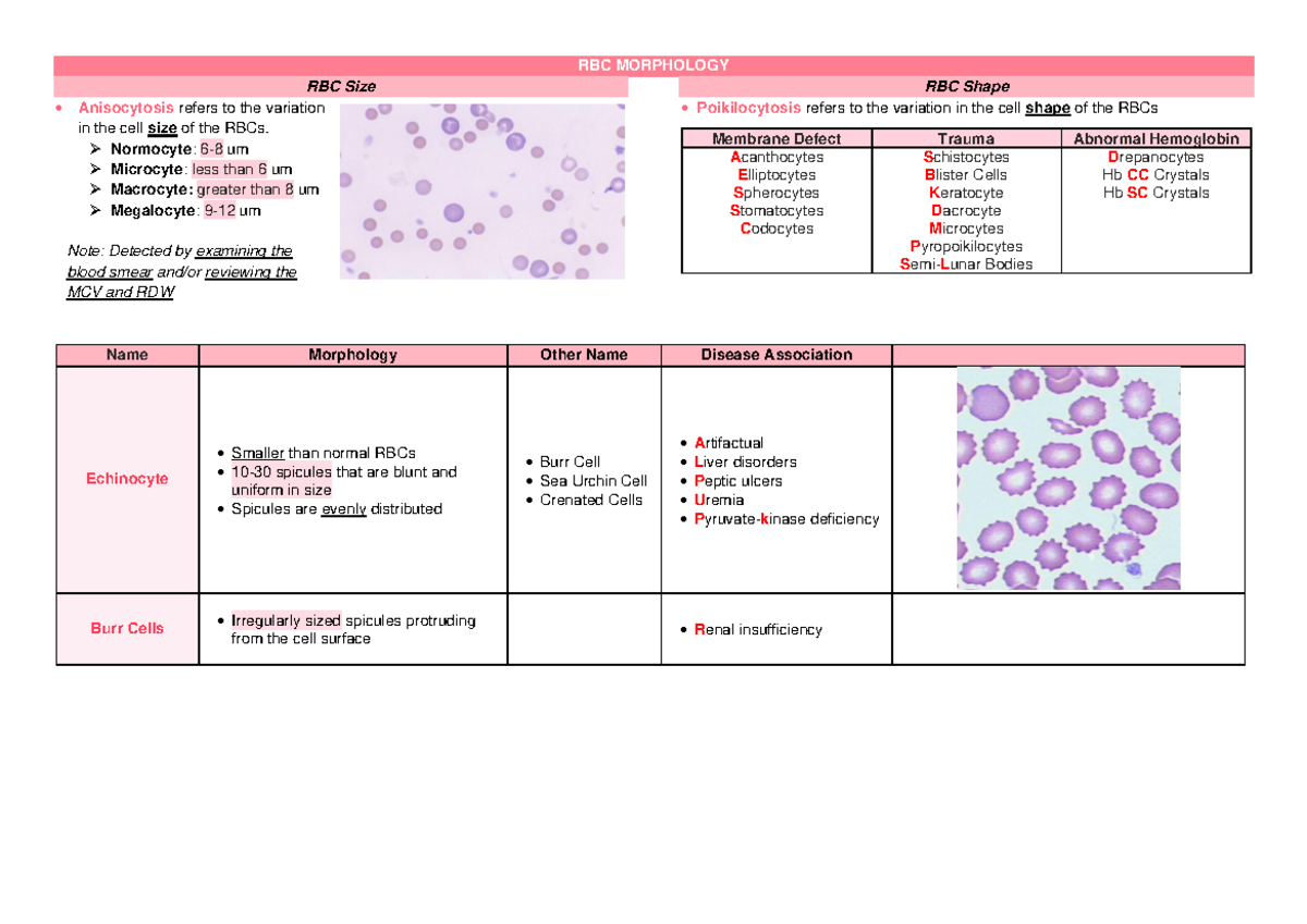 RBC Morphology: Understanding Poikilocytes and Their Implications - Studocu