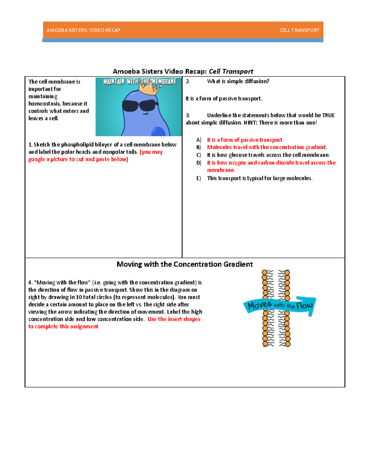 Amoeba Sisters: Cell Transport Video Recap & Notes (BIO 101) - Studocu