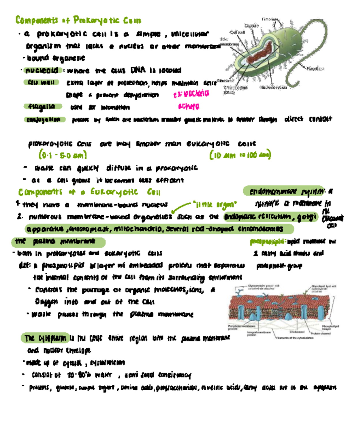 Eukaryotic Cell Structure & Functions - Bio 101 Overview - Studocu