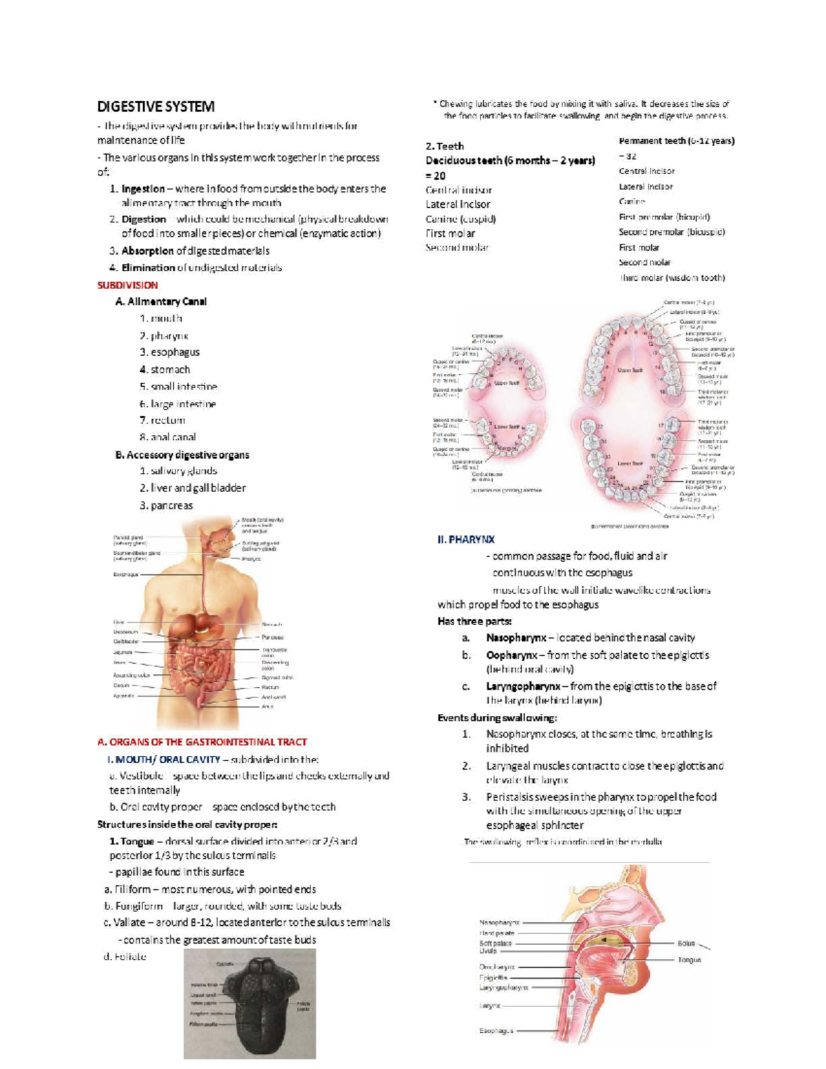 DIGESTIVE SYSTEM (BIO101) - Lecture Notes on Anatomy and Function - Studocu