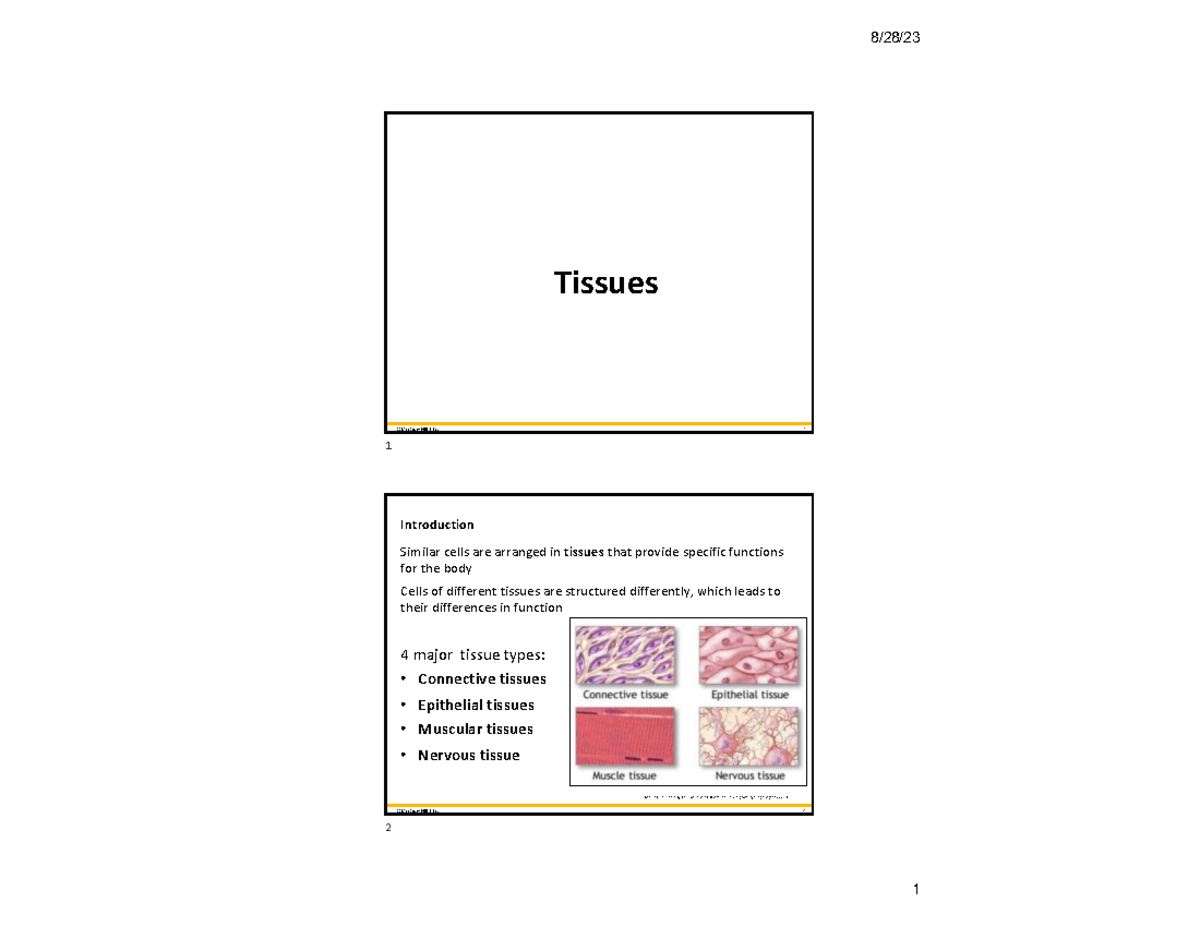 Connective Tissue Overview: Structure & Function (BIO 101) - Studocu