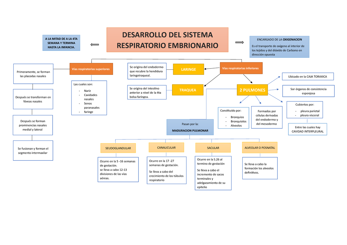 Mapa conceptual del desarrollo del sistema respiratorio embriónico ...