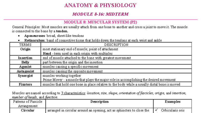 ANATOMY PHYSIOLOGY LEC MIDTERM MODULE 8: MUSCULAR SYSTEM (P2) - Studocu