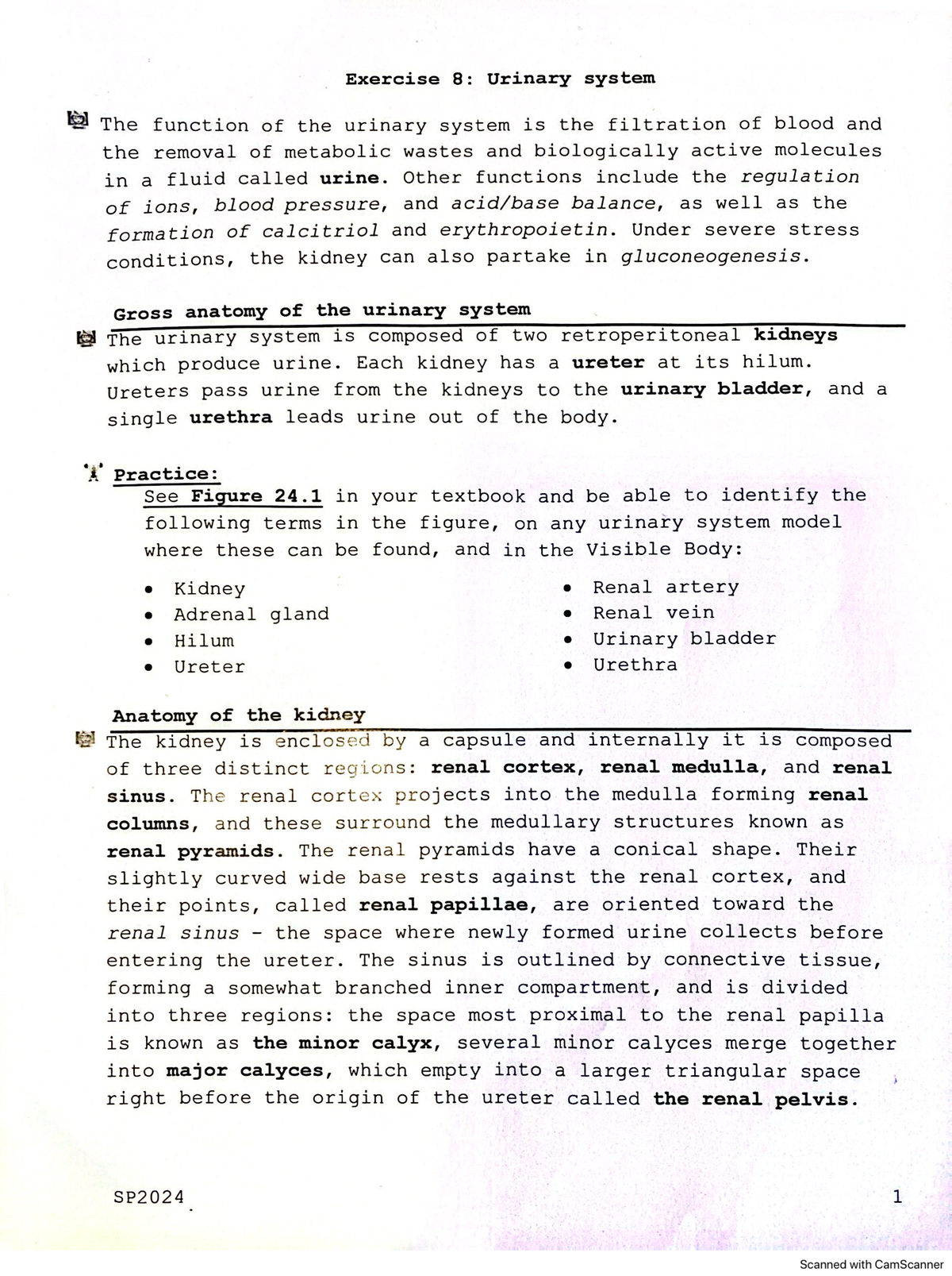 Lab ex- urinary system - Gracia - Exercise 8 : Urinary system The ...