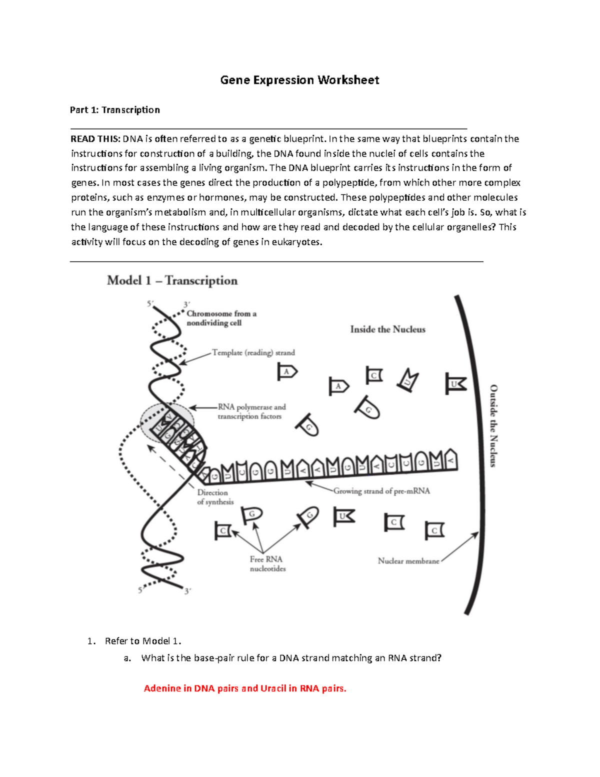 BIO181 Gene Expression Worksheet: Transcription & Translation Insights ...