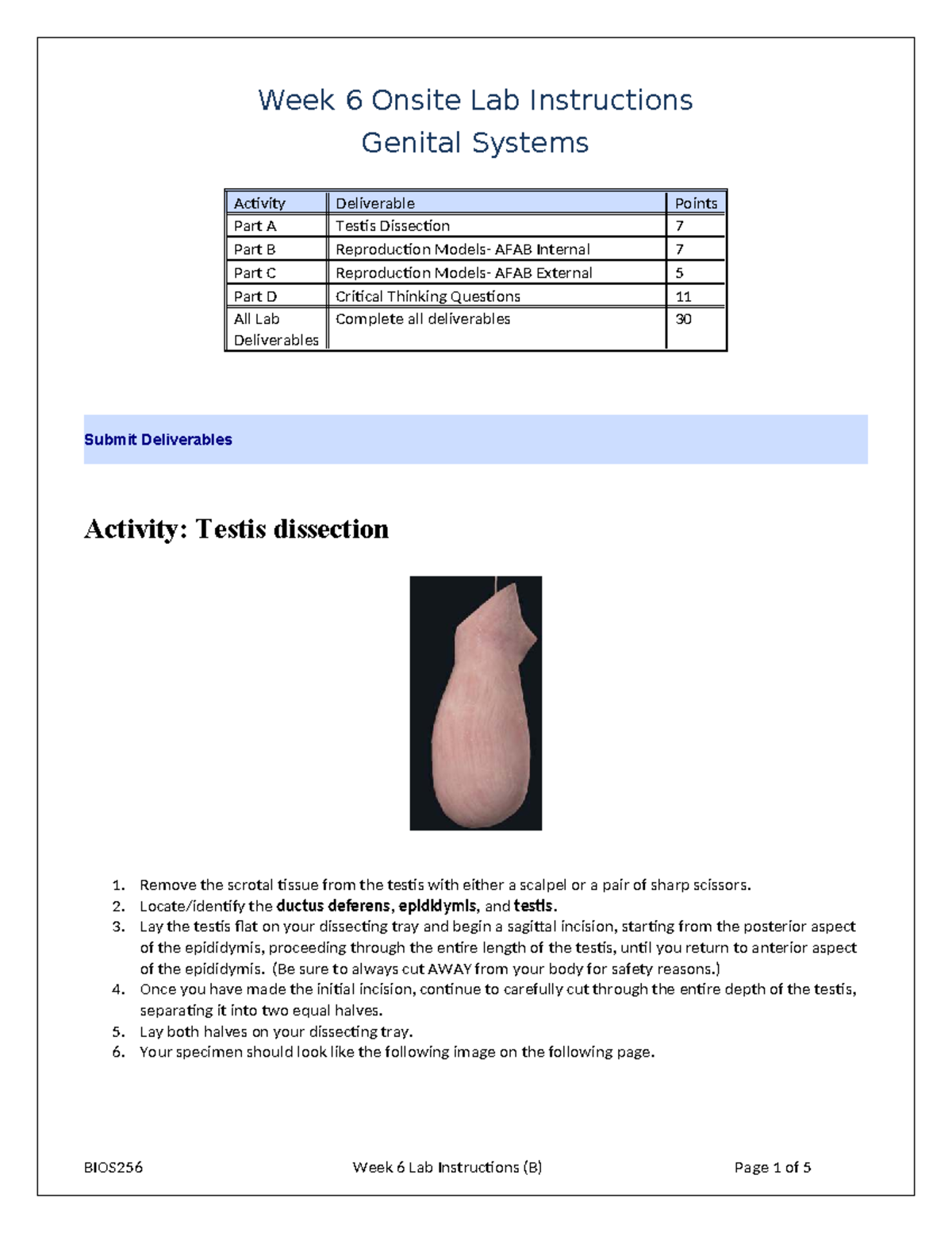 BIOS256 Week 6 Onsite Lab: Testis Dissection & AFAB Reproductive ...