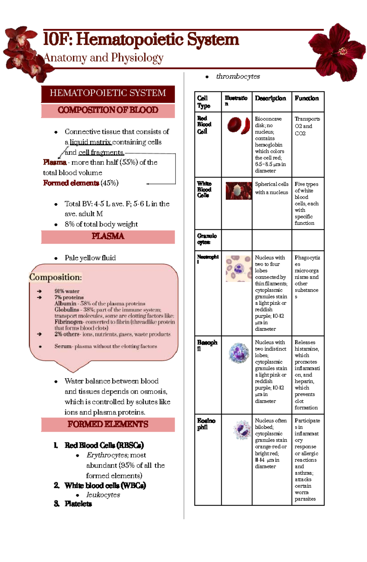10F: Anatomy and Physiology of the Hematopoietic System - Studocu