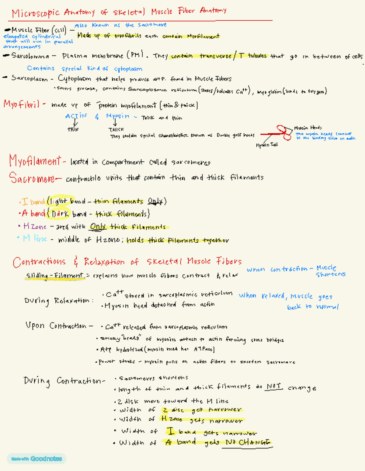 Microscopic Anatomy of Skeletal Muscle Fiber (C211) Exam Notes ...